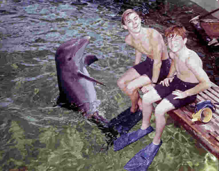 Flipper (1964–1967) 3 Seasons on DVD | iOffer Movies