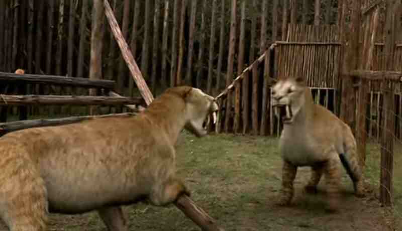 Prehistoric Park (2006–2006) Starring Rod Arthur Complete on DVD ...