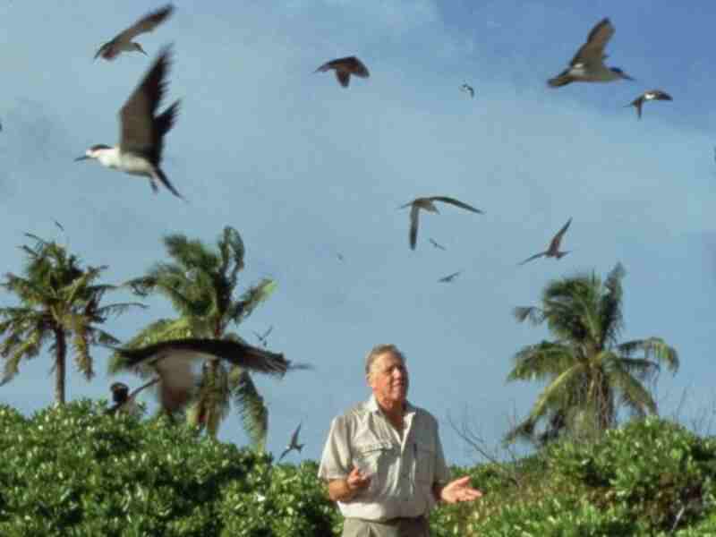 The Life of Birds (1998–1998) Starring David Attenborough Complete on ...
