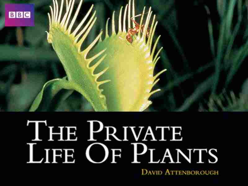 The Private Life of Plants (1995–1995) Starring David Attenborough ...