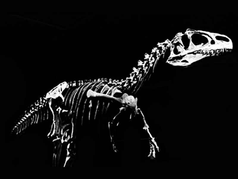 Walking with Dinosaurs (1999–1999) Starring Nikolay Drozdov Complete on ...